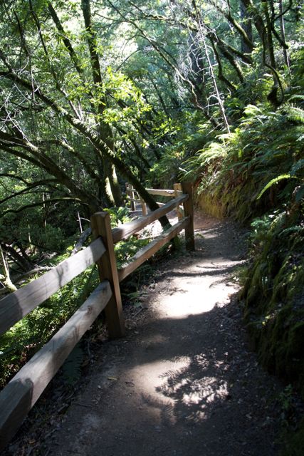 Spectacular Steep Ravine/Dipsea loop | Flowers Of Marin