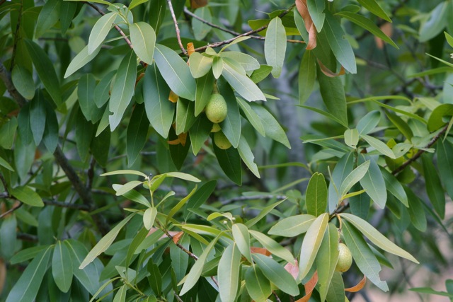 Plant of the day: pepperwood | Flowers Of Marin