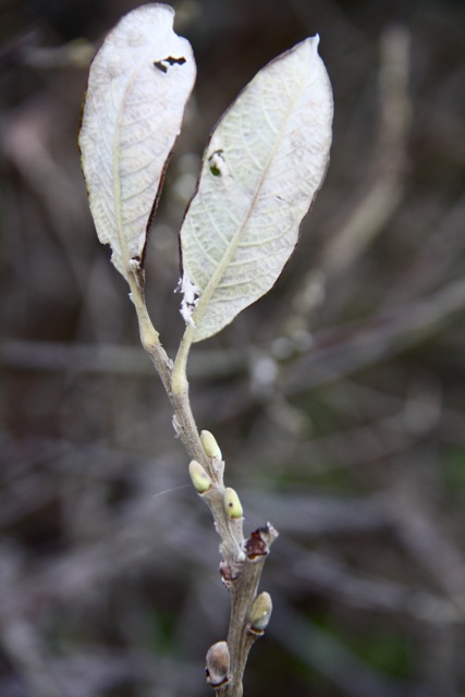 Plant of the day: Sitka willow | Flowers Of Marin