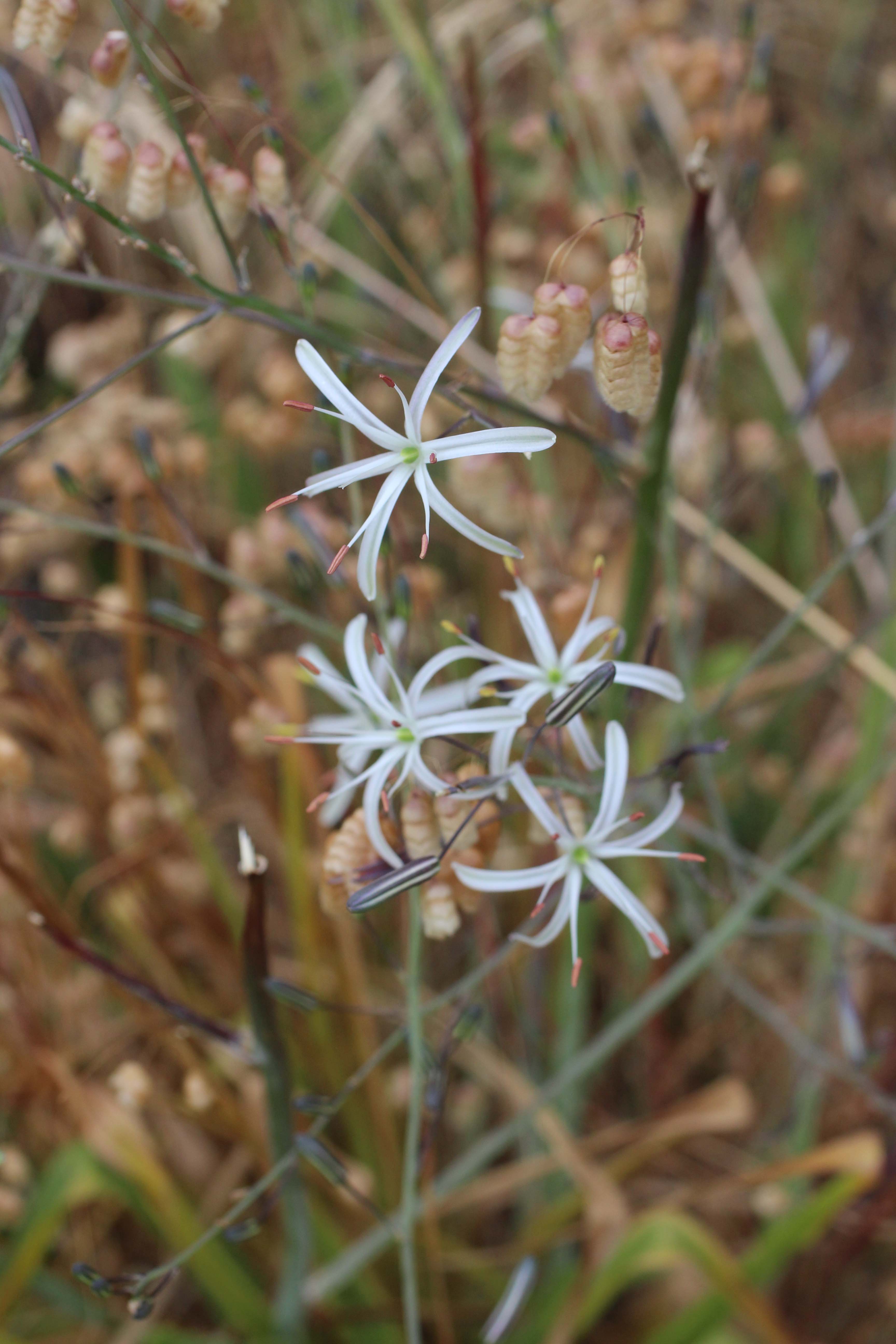 Soaproot update | Flowers Of Marin