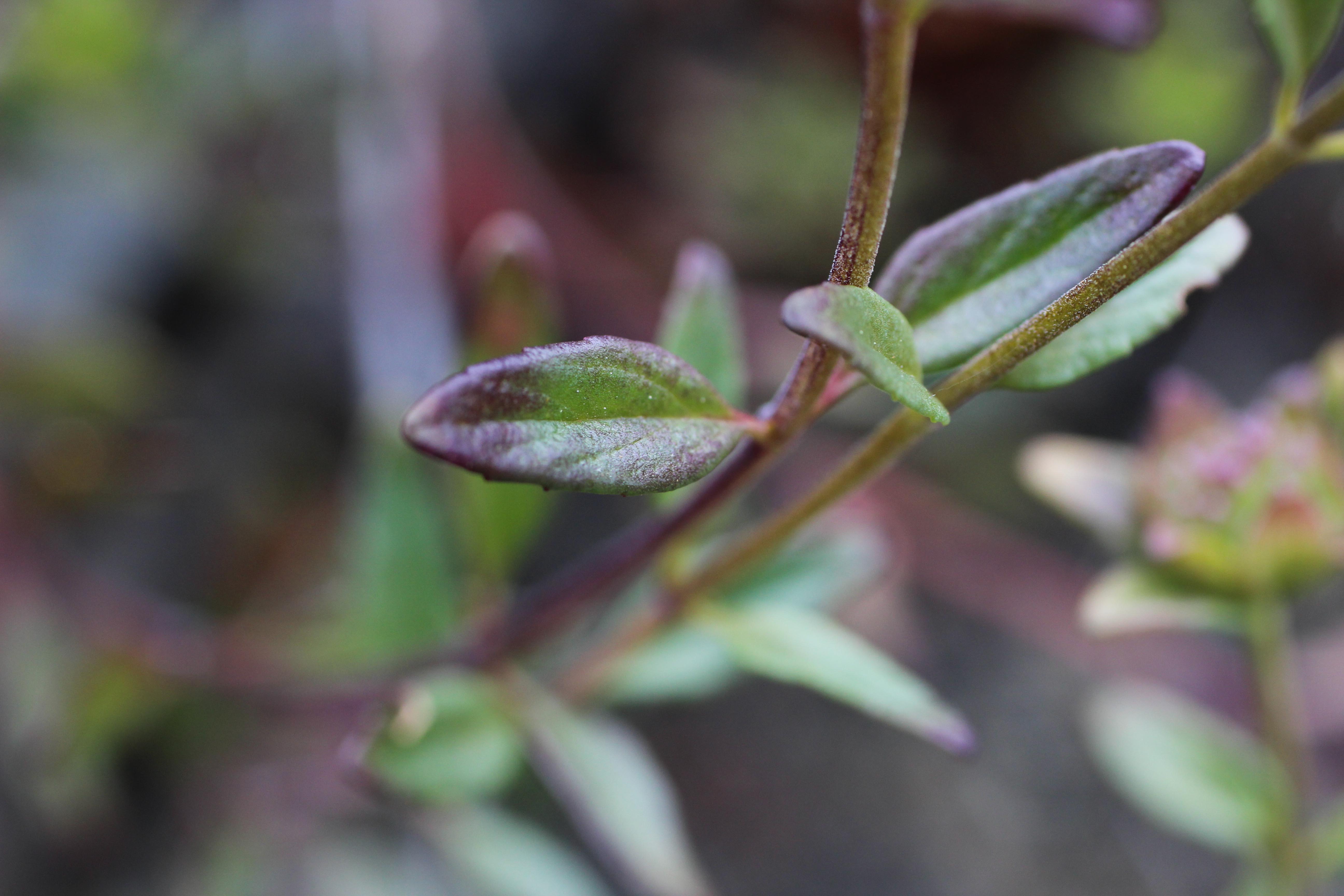 Plant of the day: serpentine monardella | Flowers Of Marin